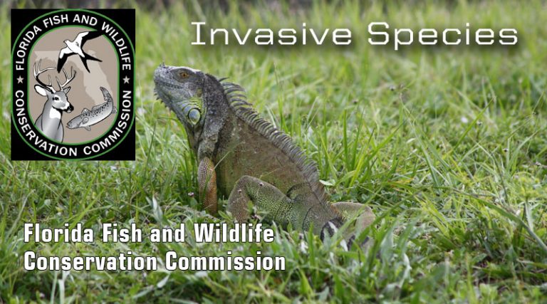 FWC seeking feedback on draft invasive species rules – Black Hammock ...